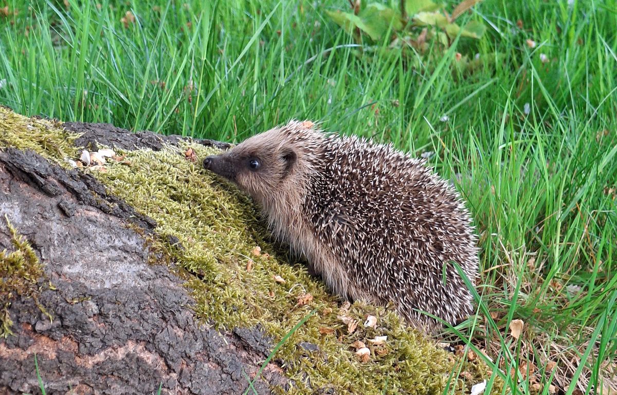 Les hérissons disparaissent-ils vraiment de nos jardins
