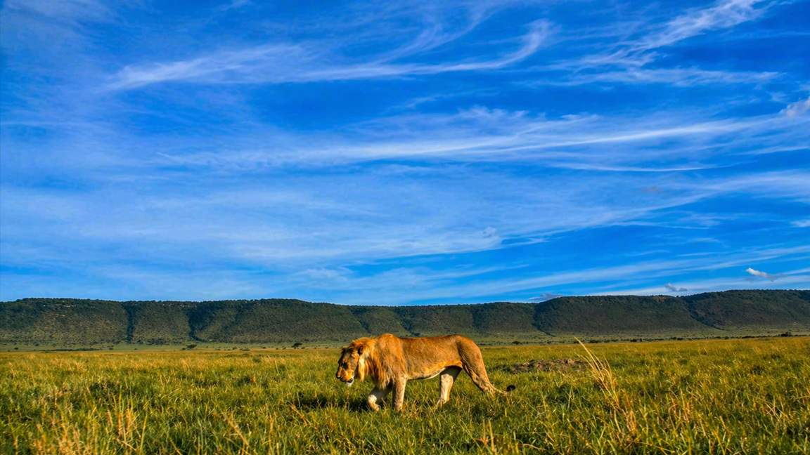 Peaceful Yet Powerful Lion Journey Across Open Plains