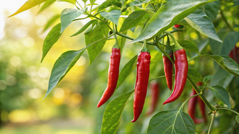 5 plants you should never grow around peppers