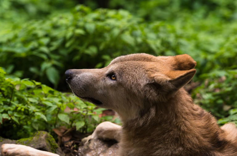 10 rarest dogs in the world, many on the brink of extinction, from the ...