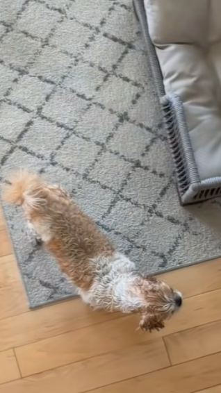 Dog’s funny post bath behavior that every owner will recognize