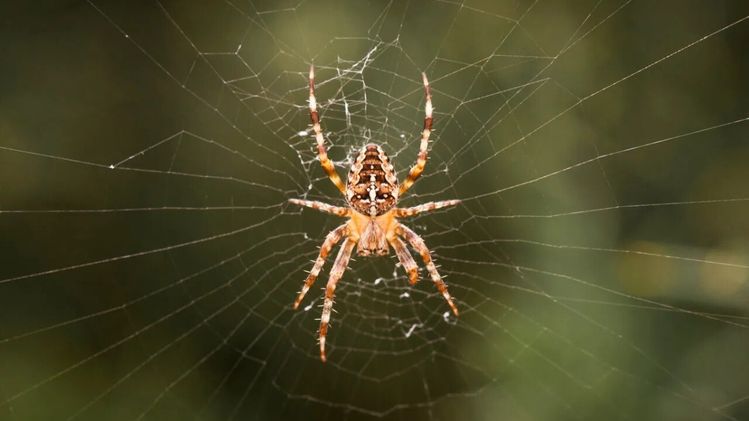 Spider web negative impact: বাড়িতে মাকড়সার জালে ভর্তি? জীবনে ঘনাতে ...
