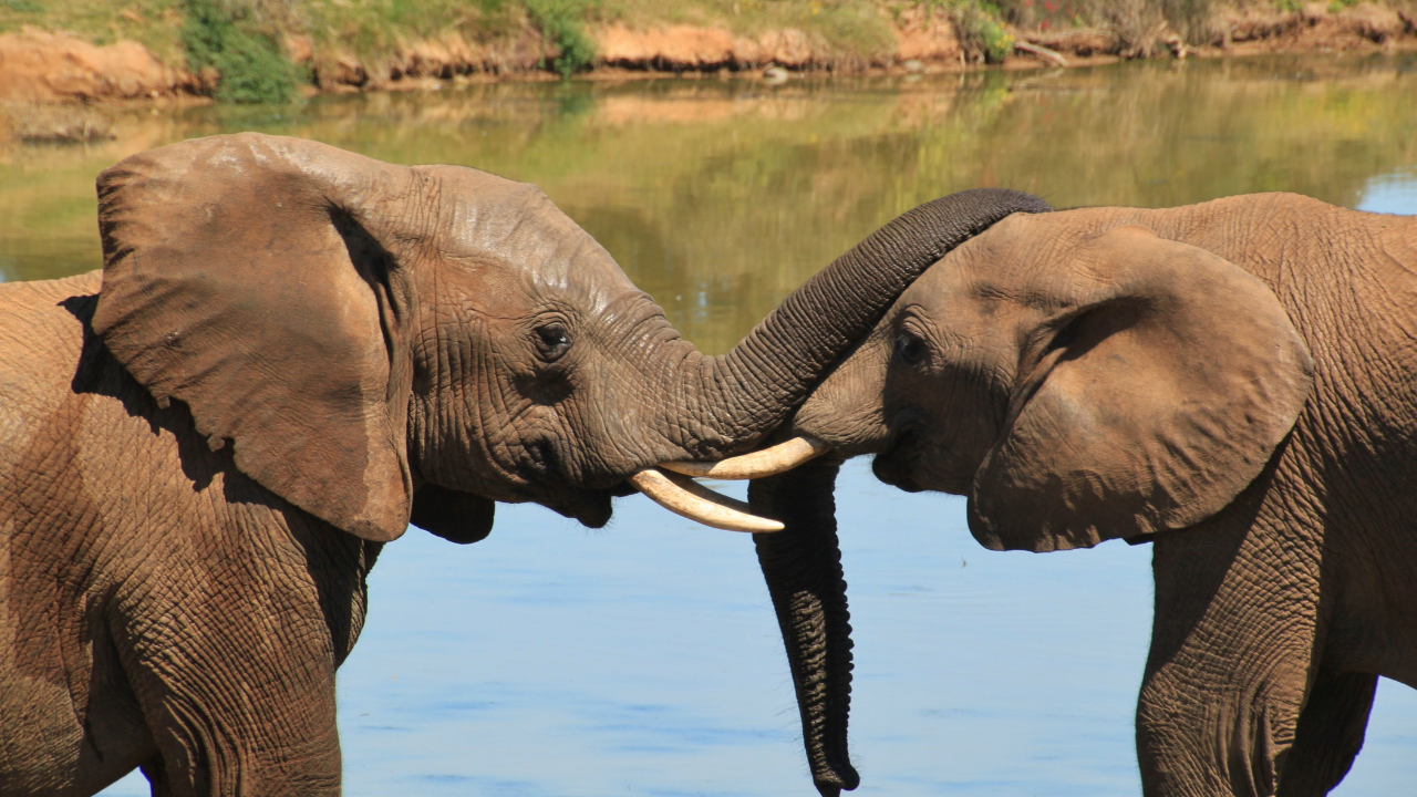 Elephants may have names for each other, not just memories of faces