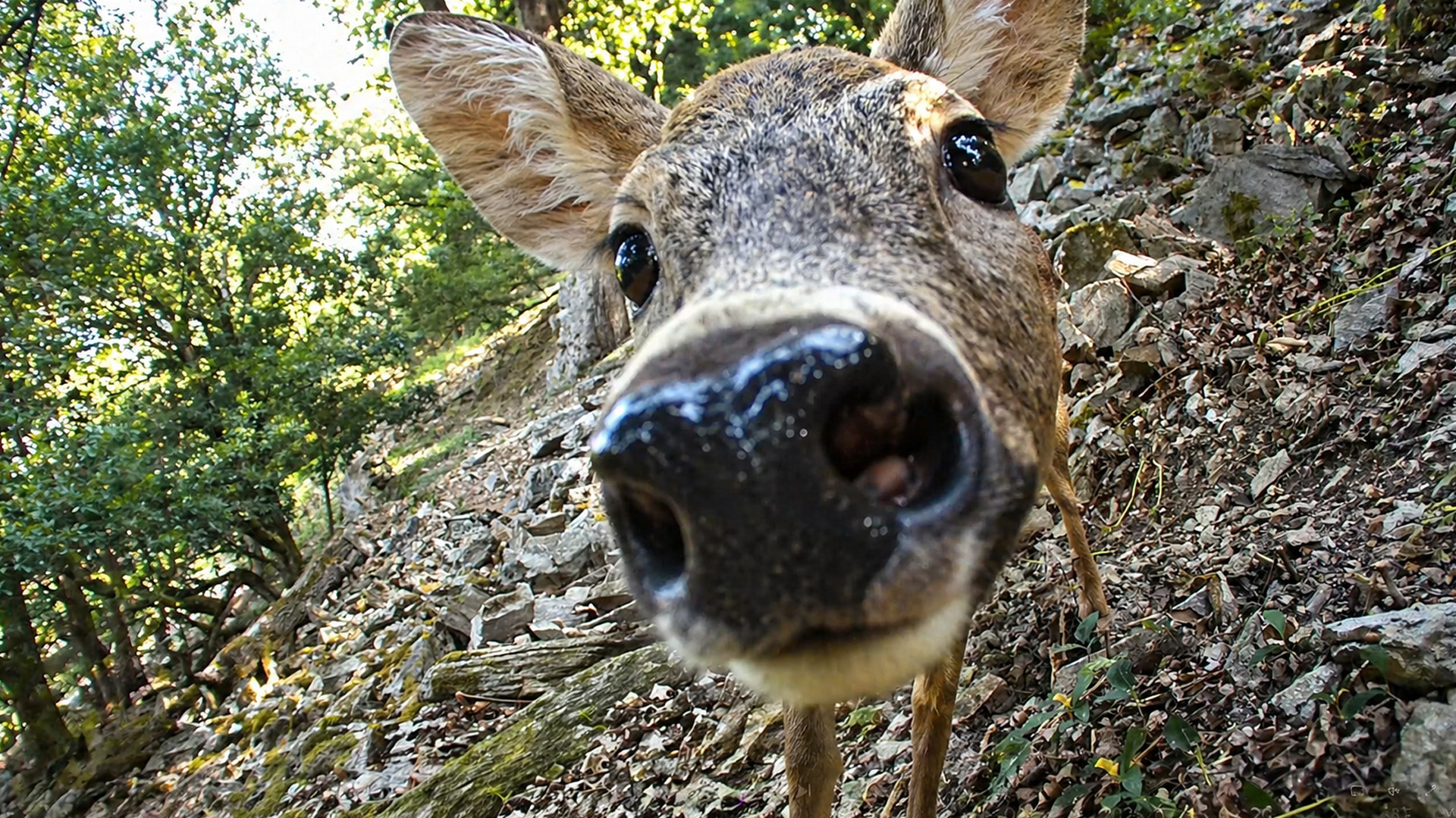 This deer got too close to the camera - hidden camera footage