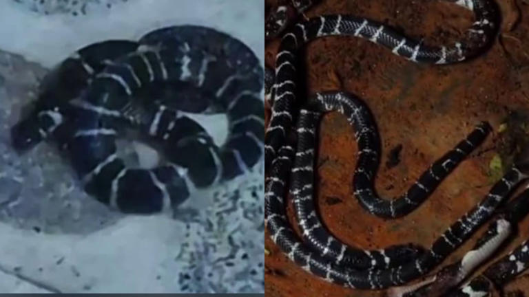 Snakebite case in Kerala: Two bitten in Kozhikode, one bitten while ...