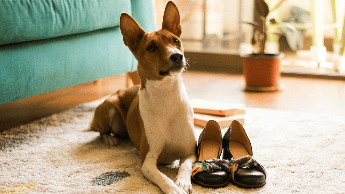 9 dog breeds that love being alone (perfect for busy owners)