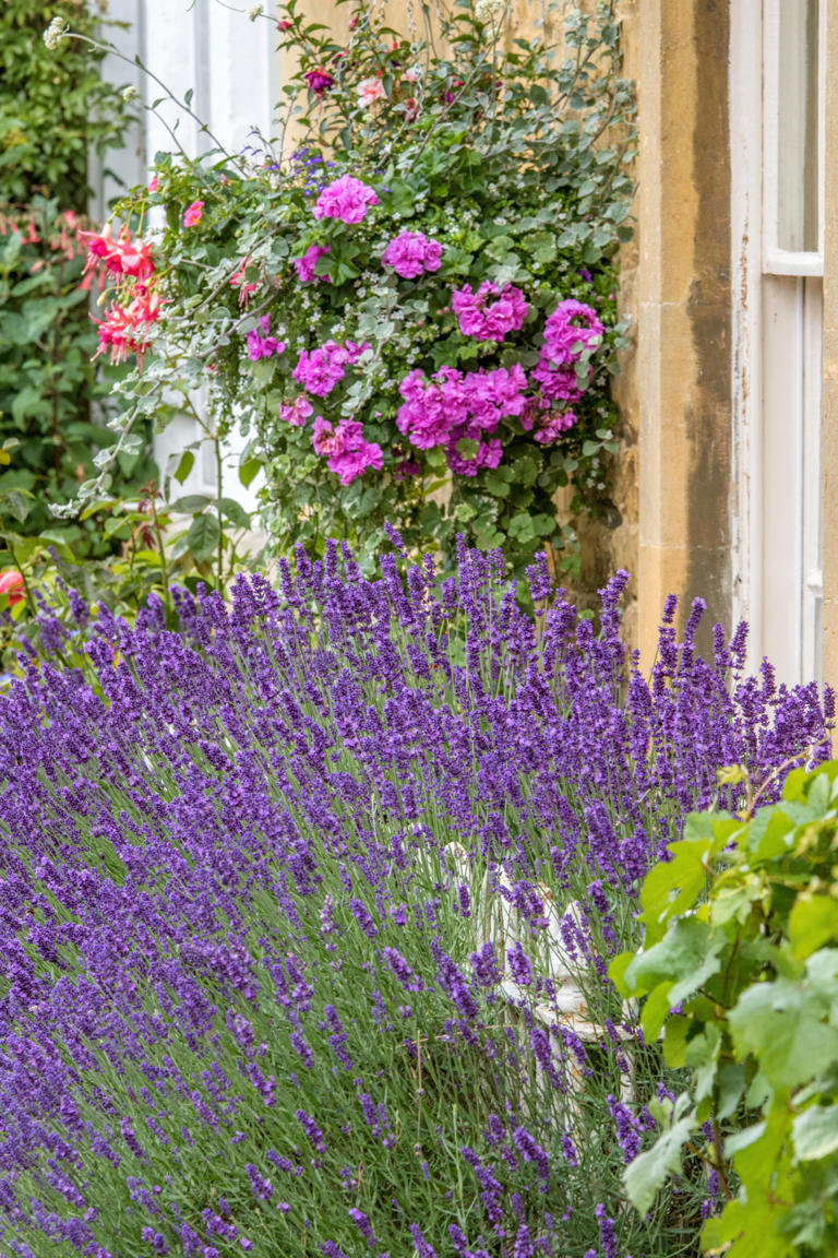How to create a cottage garden in a small space