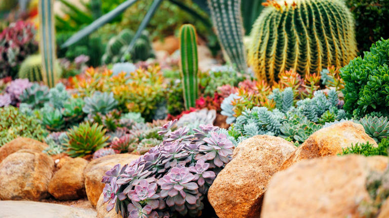 Plant this succulent for a pretty ground cover that butterflies will ...