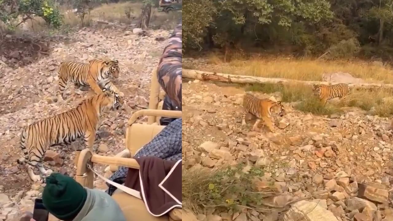 Watch: Viral video of safari crowd near fighting tigers sparks safety ...