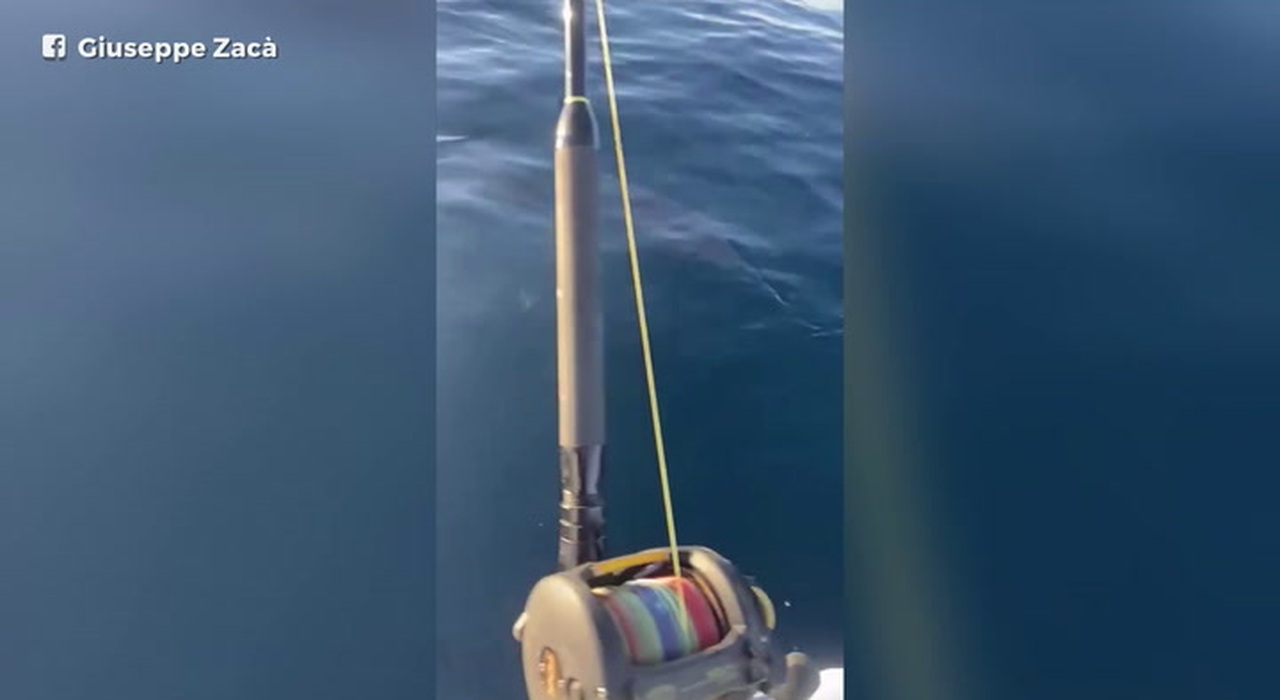 Squalo mako attacca barca a Gallipoli: video virale, paura in mare nel ...