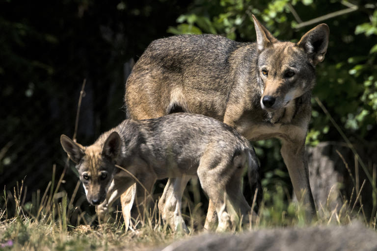 10 rarest dogs in the world, many on the brink of extinction, from the ...