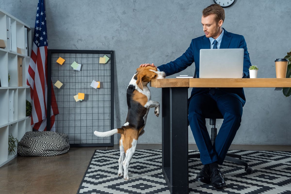 Work perks fade as firms scrap dog-friendly offices