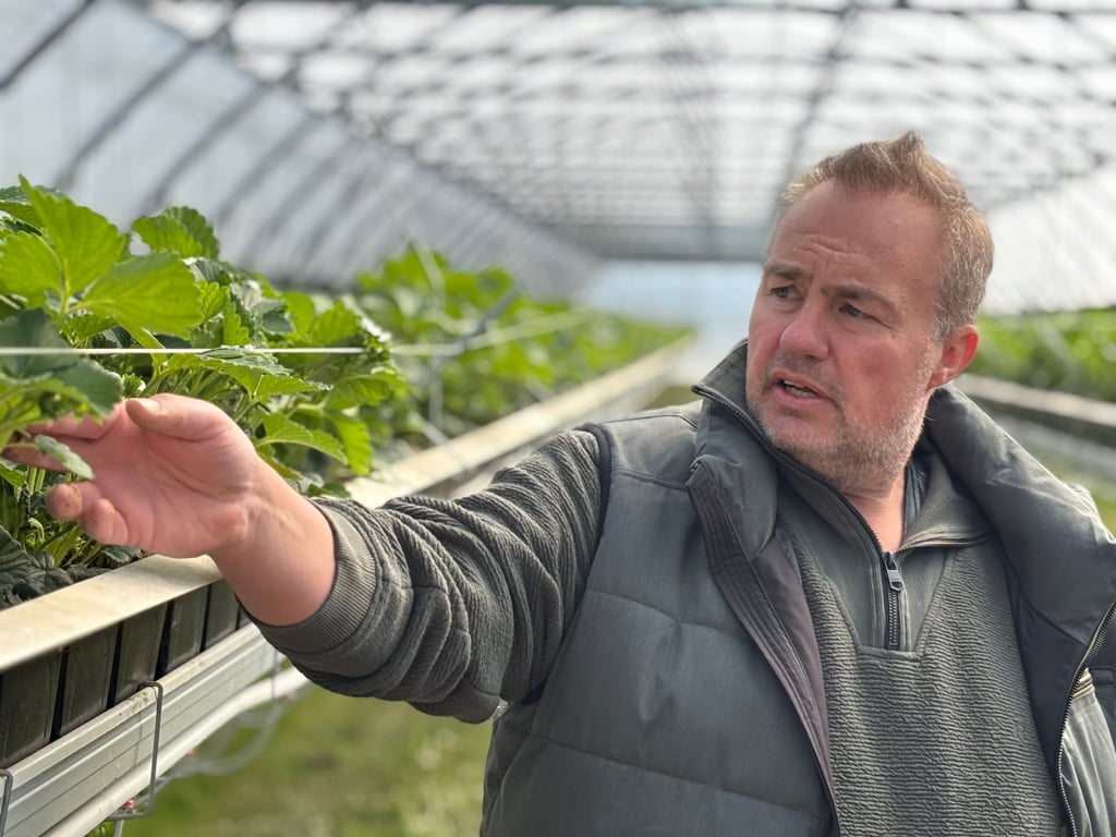 Landwirt ist sicher: „Freiland-Erdbeeren wird es in zehn Jahren nicht ...