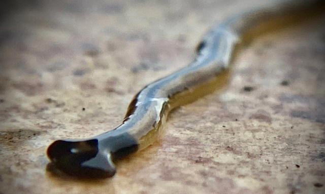 Officials warn public not to touch invasive hammerhead worm: 'Silent ...