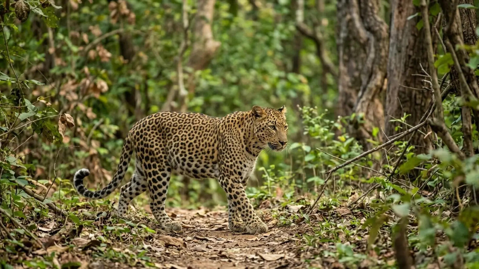 तेंदुए ने महिला को बनाया शिकार, खेत में मिला क्षत-विक्षत शव, ग्रामीणों ...
