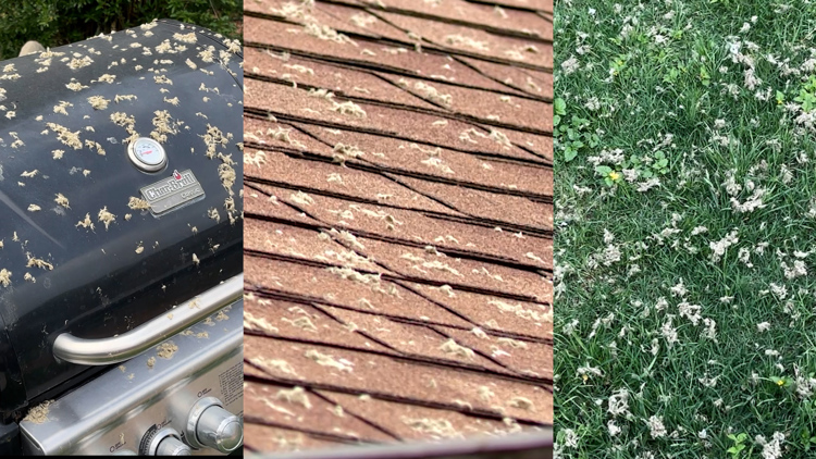 'We need to know if it's toxic' | Frustration and uneasy feelings from ...