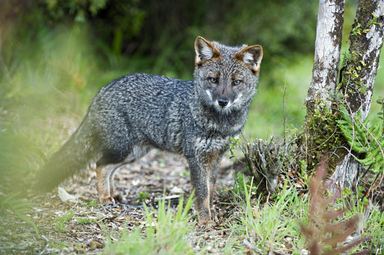 10 rarest dogs in the world, many on the brink of extinction, from the ...
