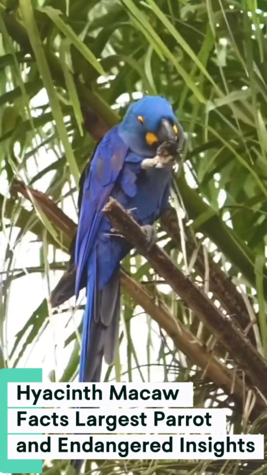 Hyacinth macaw facts: largest parrot and endangered insights