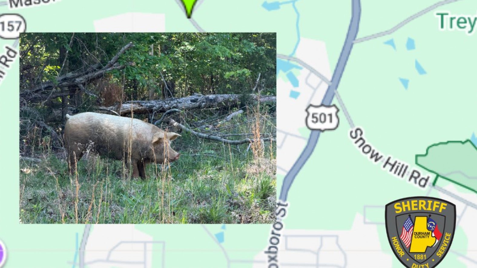 Giant pig becomes unlikely local celebrity in North Carolina