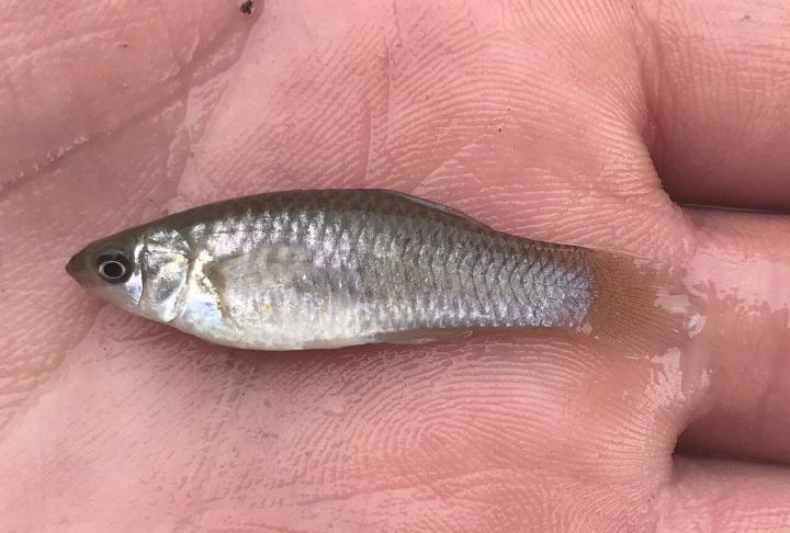 Espécie rara de peixe, Poecilia formosa é capaz de se clonar sem ...