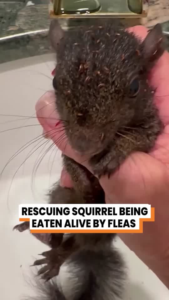 This squirrel was being eaten alive by fleas - until someone stepped in