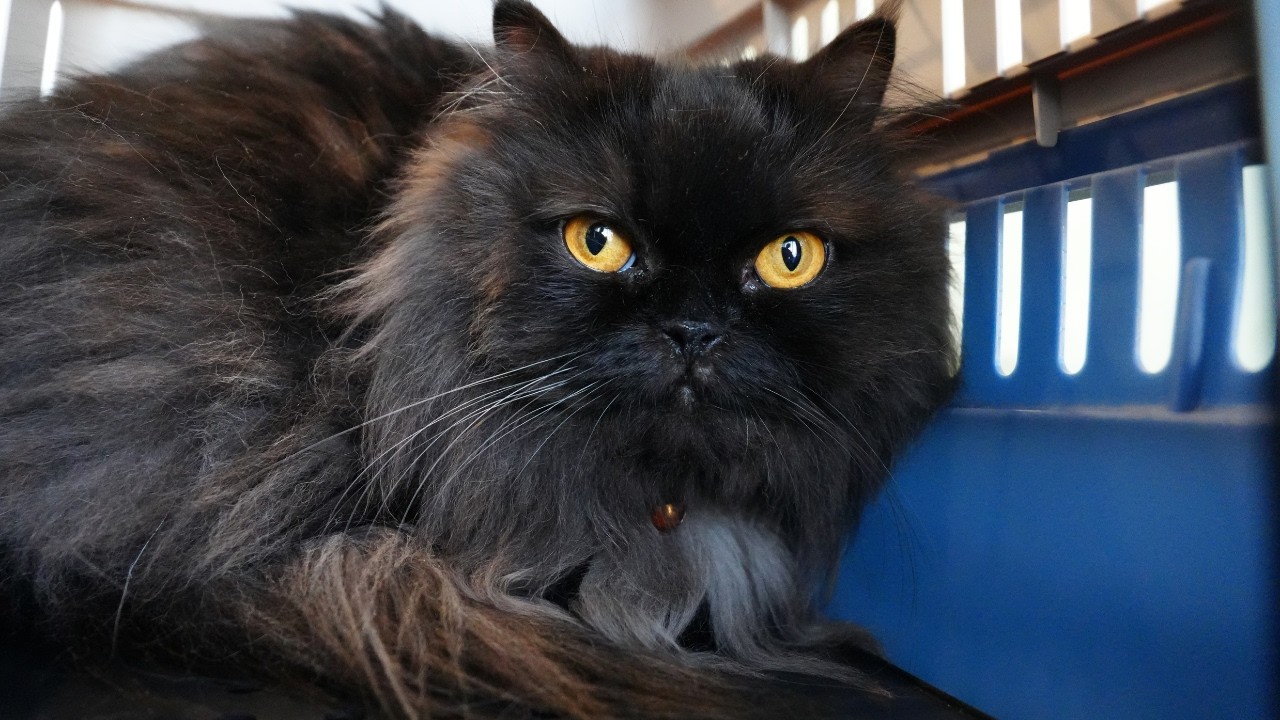 Ash the level 7 spicy cat 😹