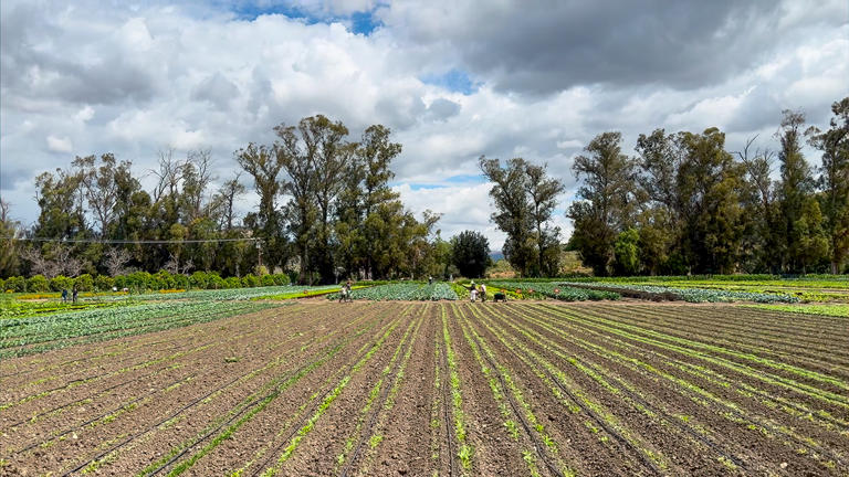 The $1,600 lettuce: California growers warn of ‘master plan’ strangling ...