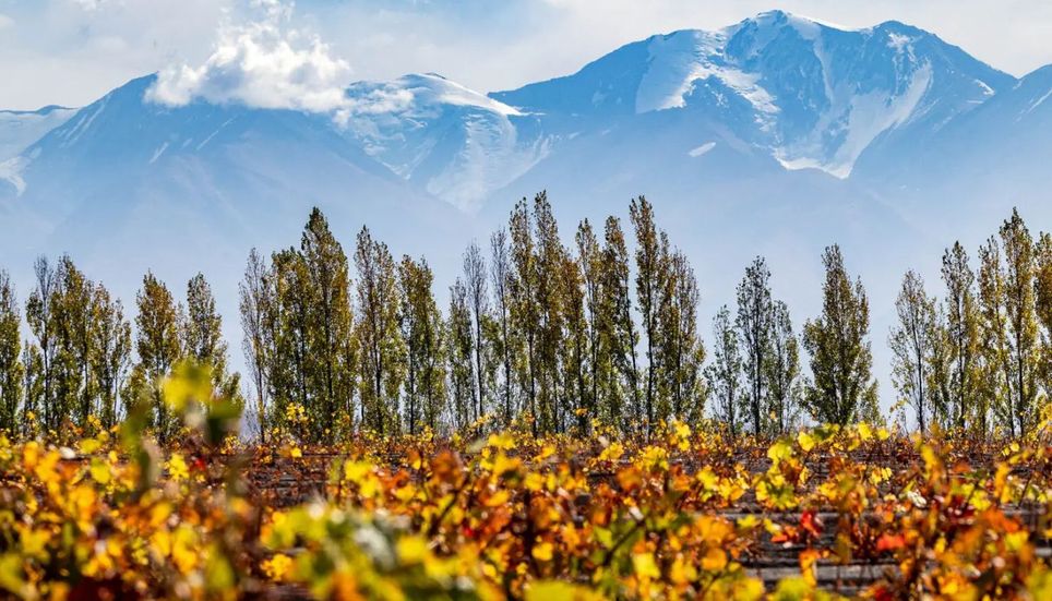 Mendoza en otoño: el viaje que combina vino, paisajes y tranquilidad ...