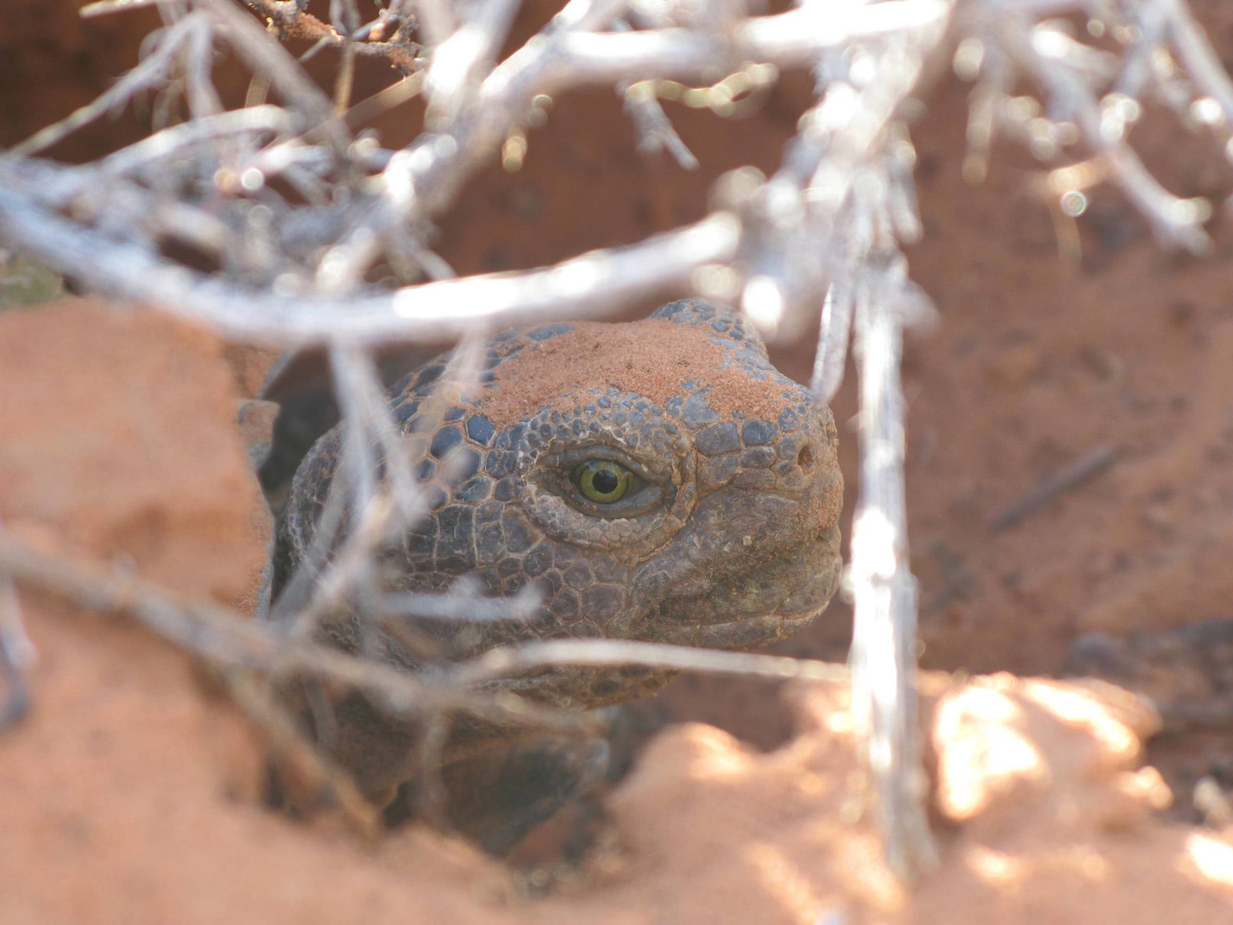Utah wants you to adopt a Mojave desert tortoise, as long as you don’t ...