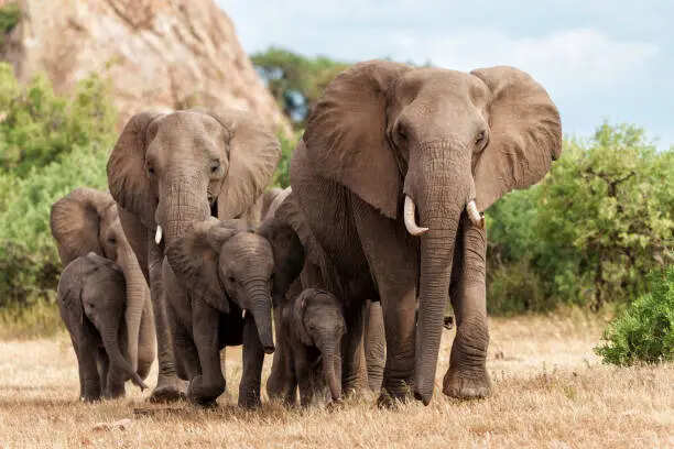 Do elephants really have 'names' for each other? New research says it’s ...