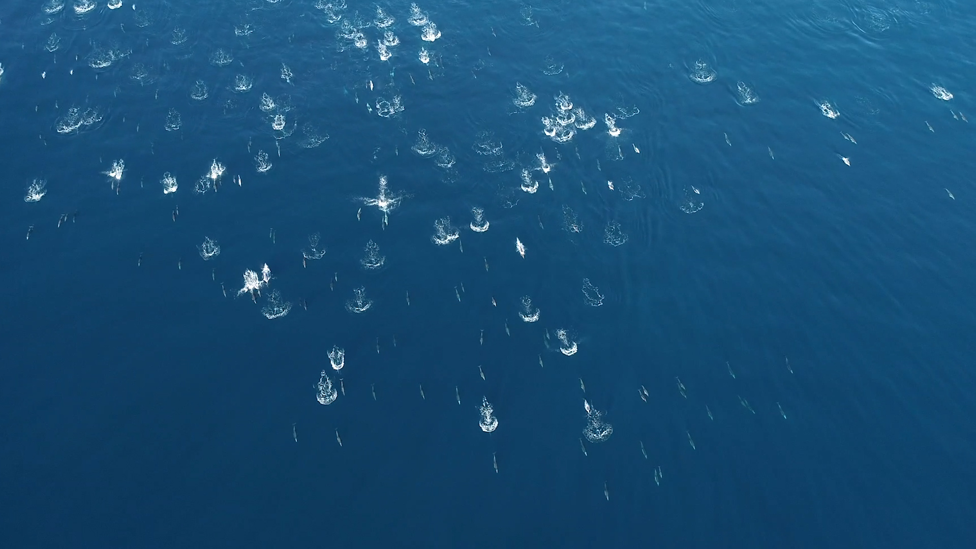 Oceanic wonders: Capturing the world's marine life by drone, part 1