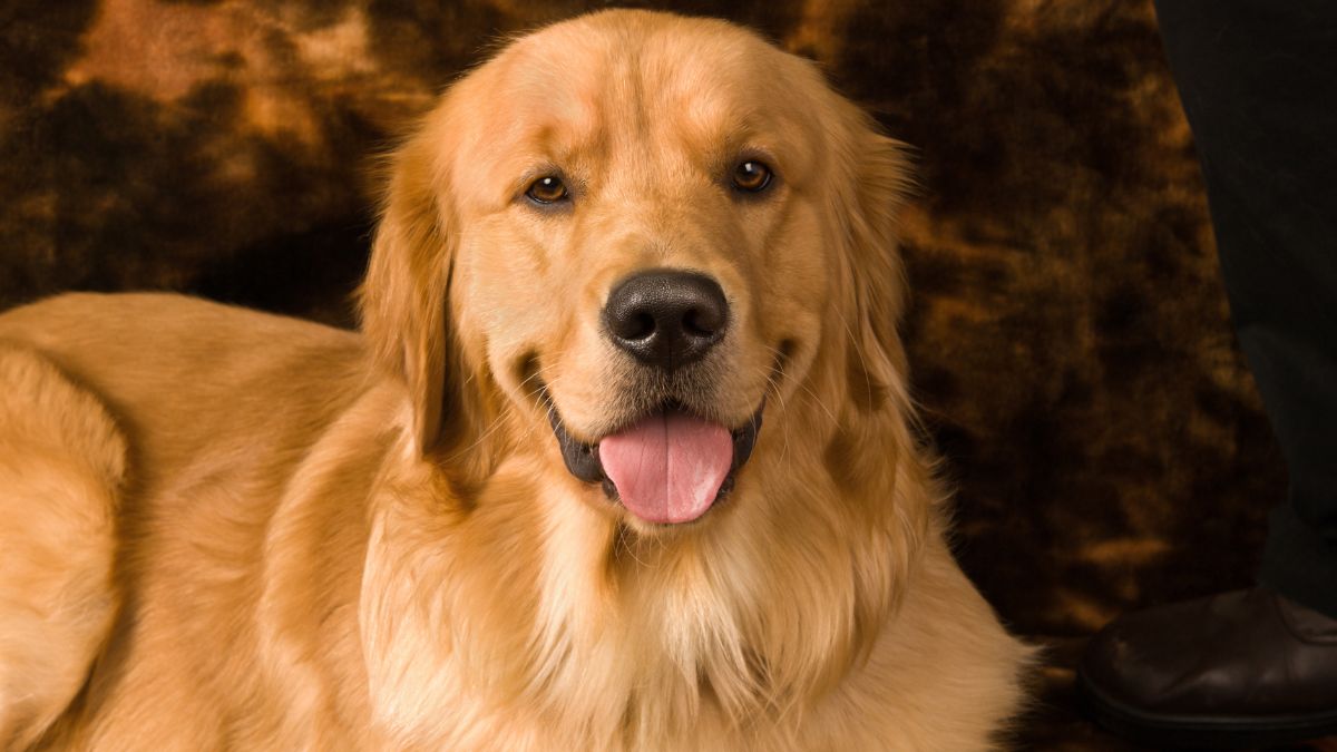 The breed that experts and children agree is the ultimate family dog