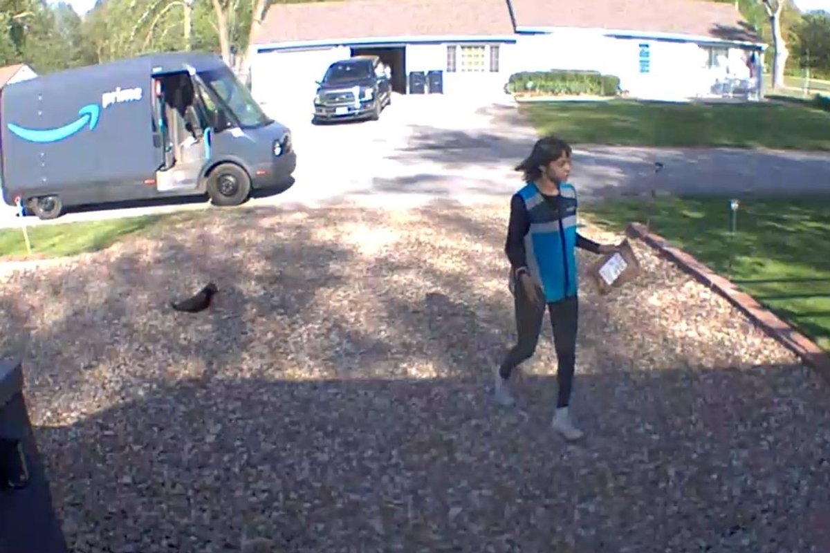 Amazon driver 'steals' cat during delivery as family calls for company ...
