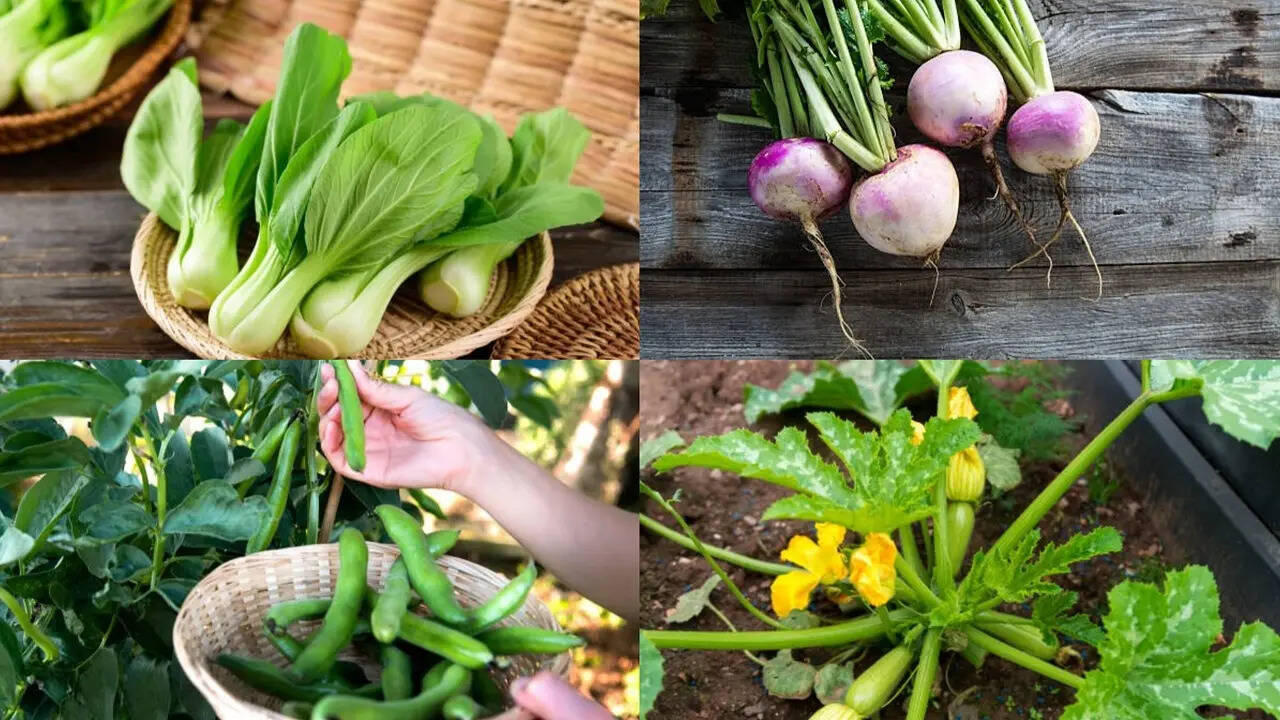 7 British vegetables that can grow in the balcony during this season
