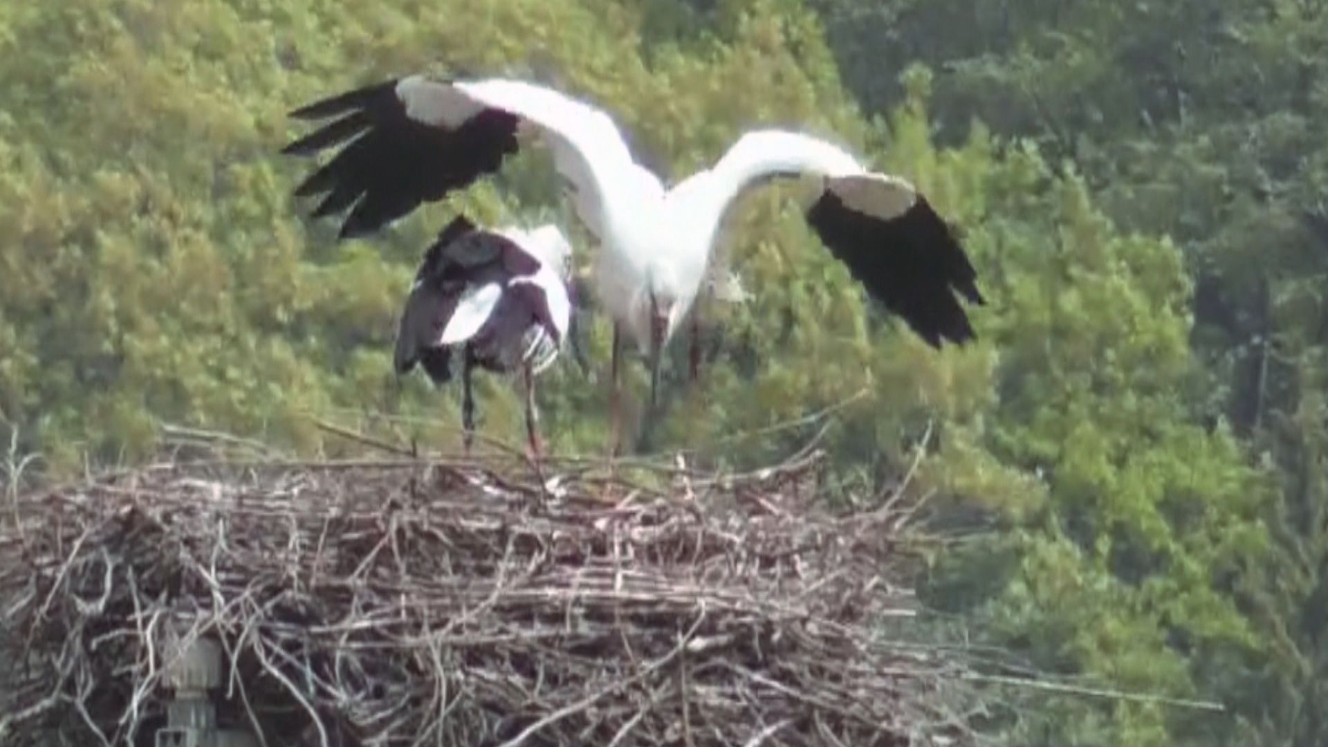 香川・まんのう町でコウノトリのひな誕生 4年連続「吐き出し行動」確認