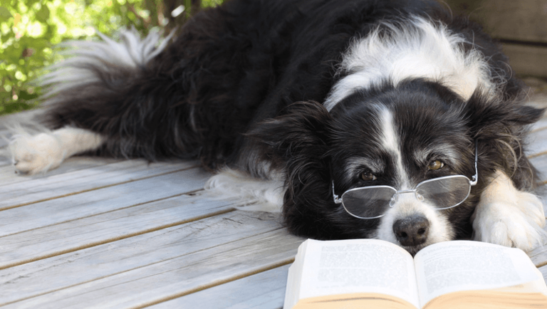 9 overlooked signals that can prevent a dog attack