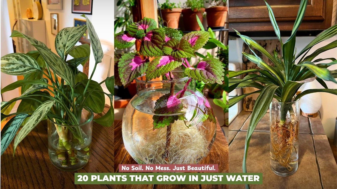 Grow these houseplants in water no soil needed