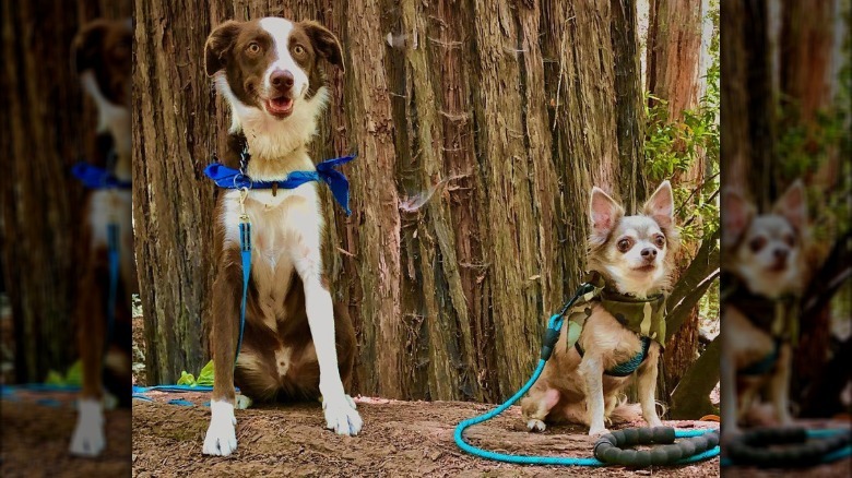 15 big dogs with their small best friends
