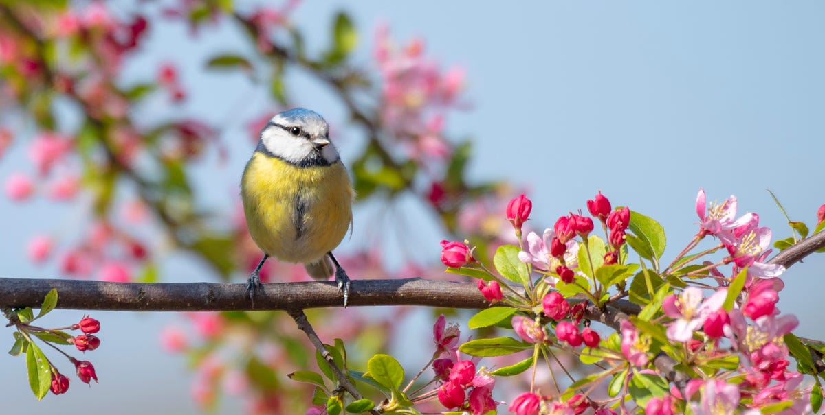 Forget bird feeders — plant these 3 flowers now to attract birds to ...