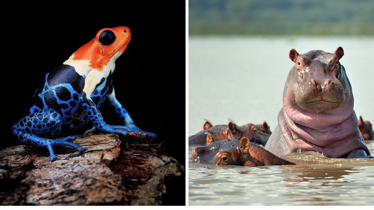 Animals that look harmless until they’re not
