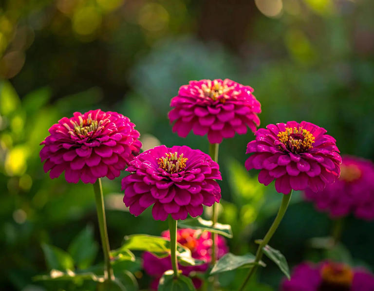 Turn your balcony into a butterfly paradise with just 5 simple plants