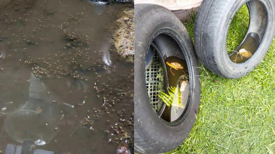 West Nile fever reported in Kerala: Mosquito-borne virus raises alert