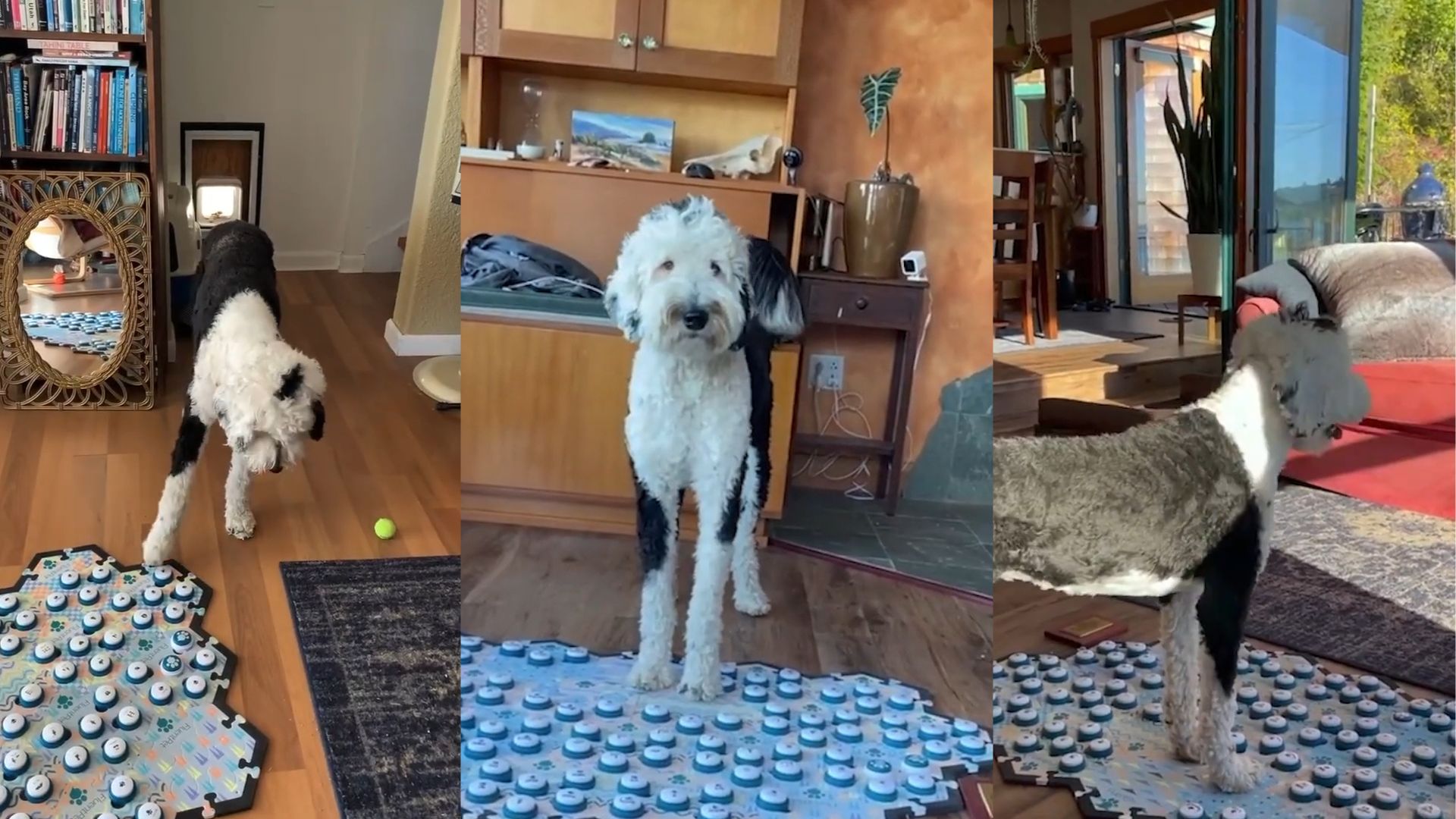 More Bunny the talking dog moments