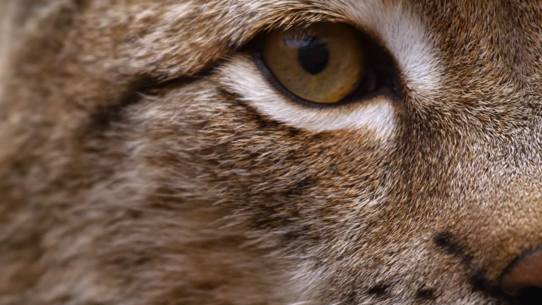This predator has been gone for 700 years - now it’s coming back