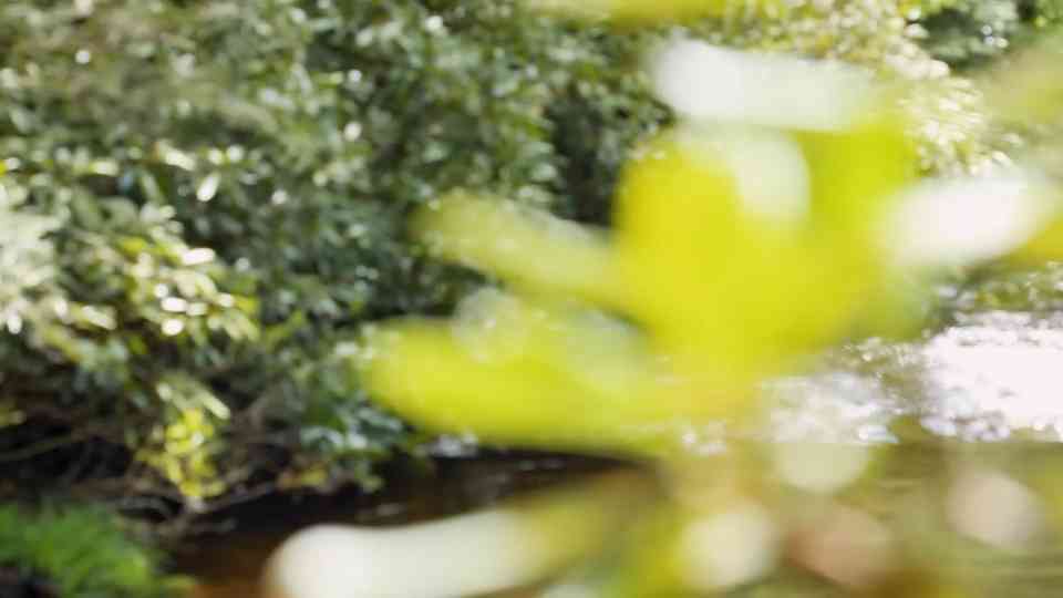 Video shows a hidden ecosystem in the United States