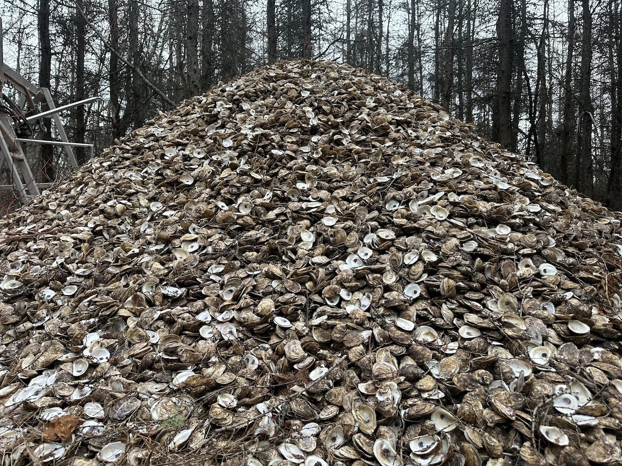 PEI grower throws out $100K of dead oysters in 1 day as disease ...