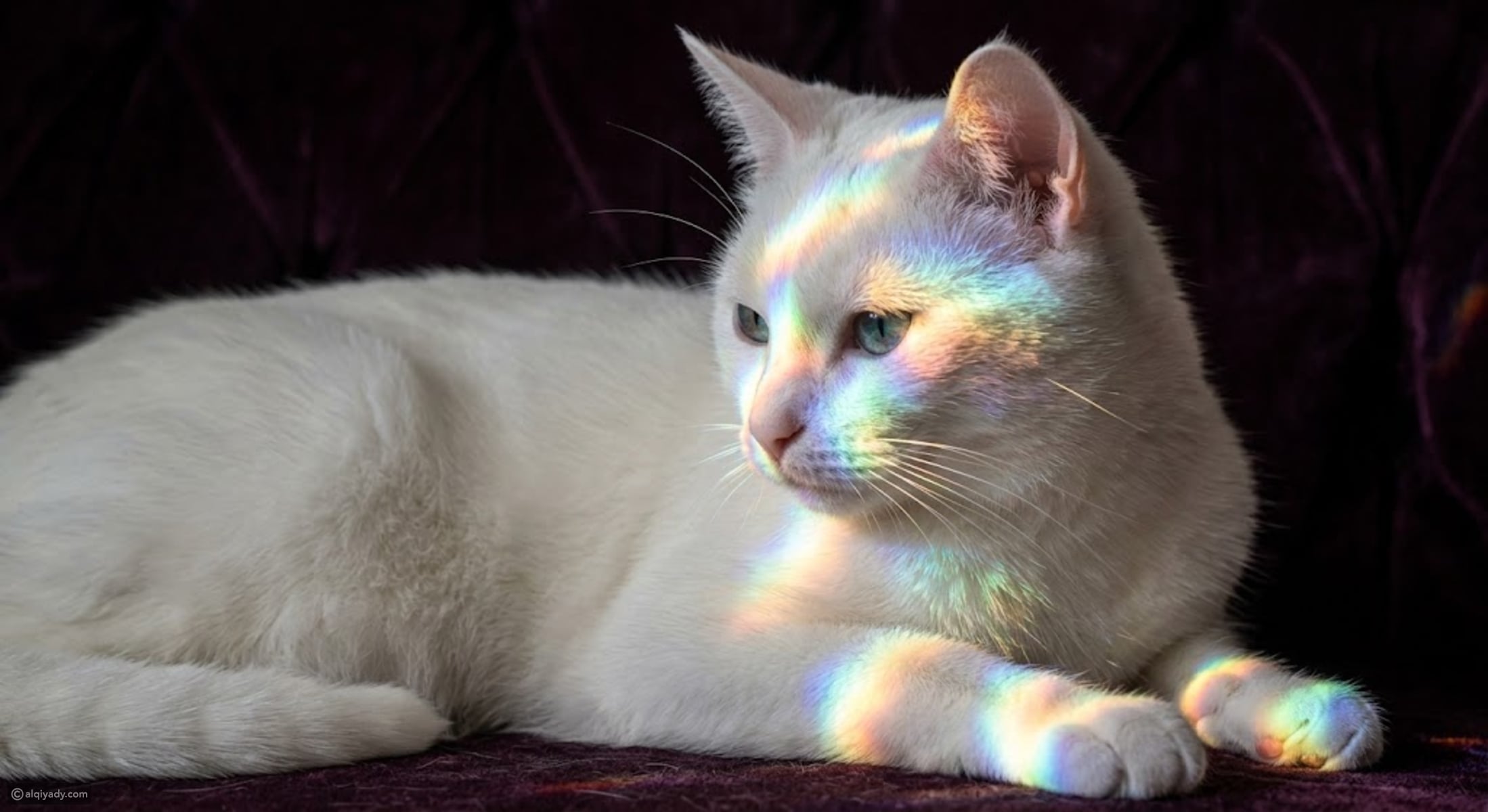 14 white cat facts that may change how you see them