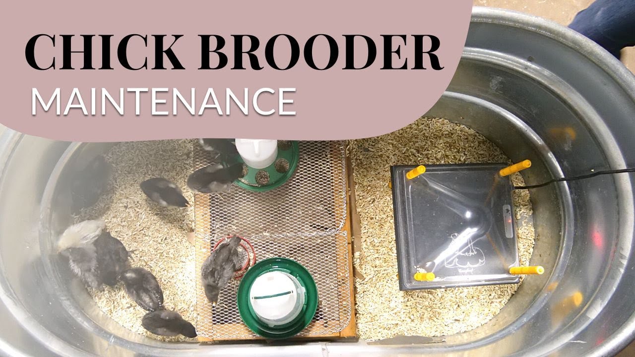 Improve baby chick brooder setup for healthier early development