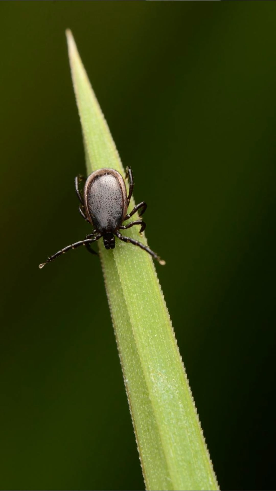 Don’t make these common mistakes when checking for ticks