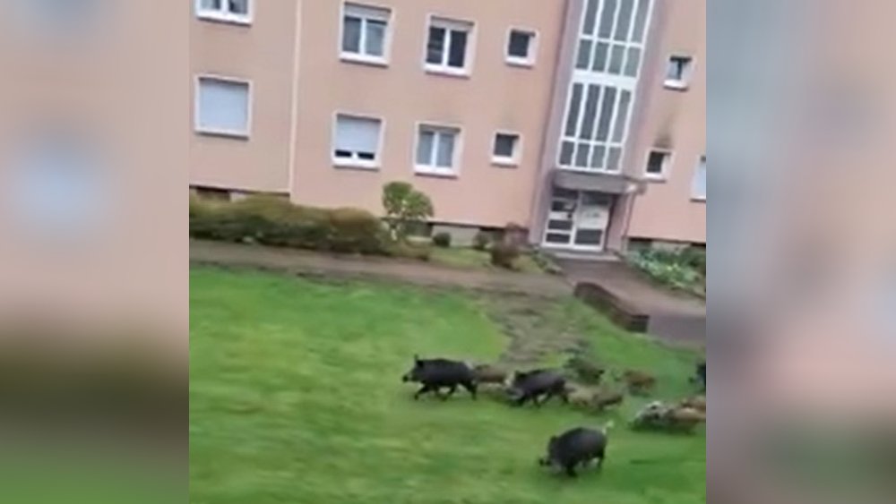In this city, wild boars are taking over entire residential areas